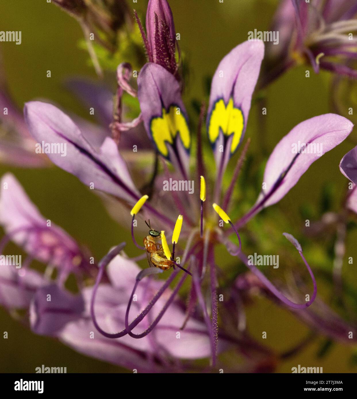 The Pteromalid Wasp is a small predator of butterfly larvae on which ...