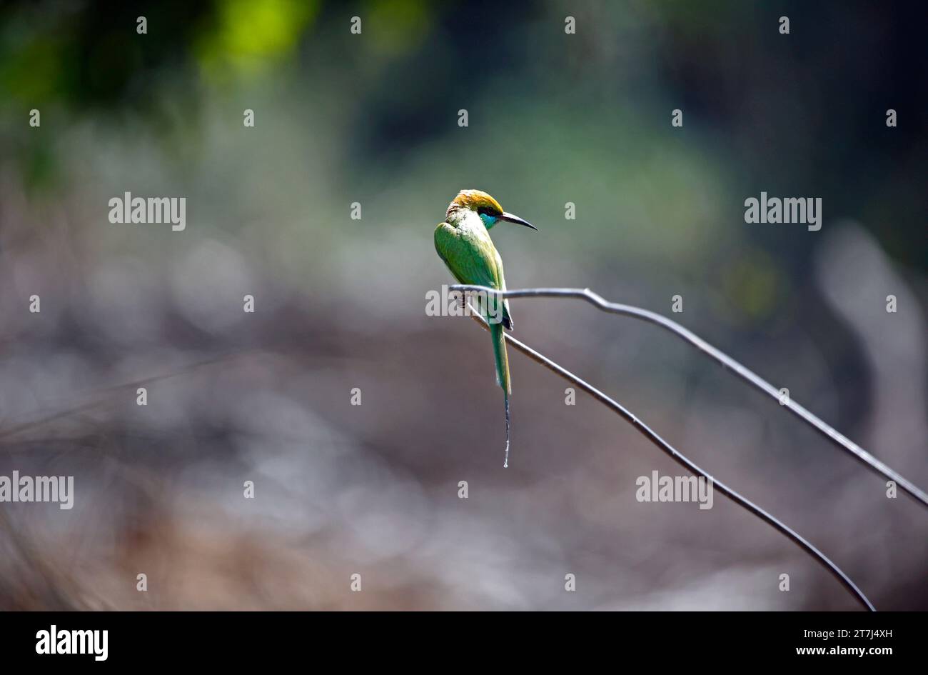 Asian green bee eaters hunting insects Stock Photo - Alamy
