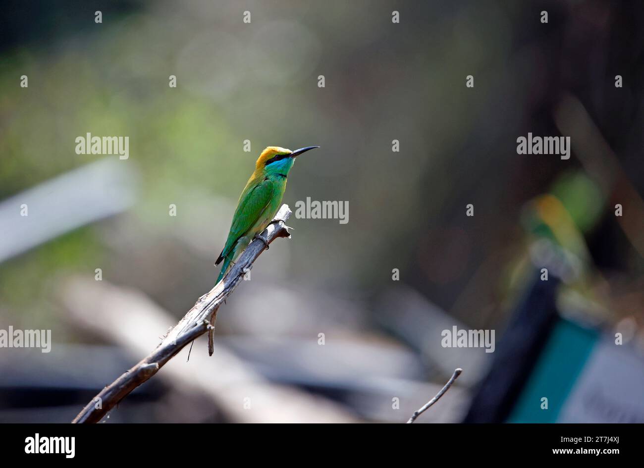 Asian green bee eaters hunting insects Stock Photo - Alamy