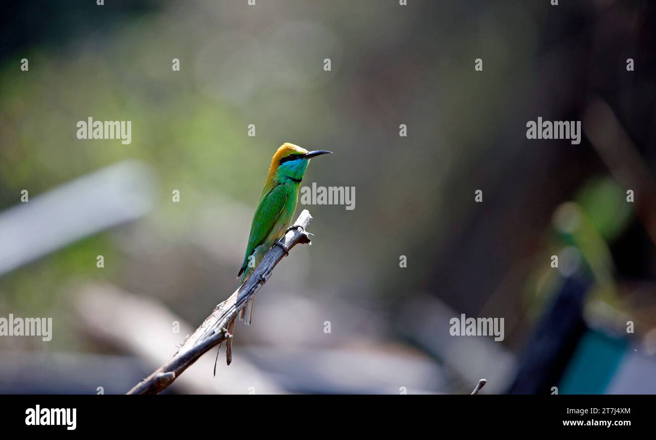 Asian green bee eaters hunting insects Stock Photo - Alamy