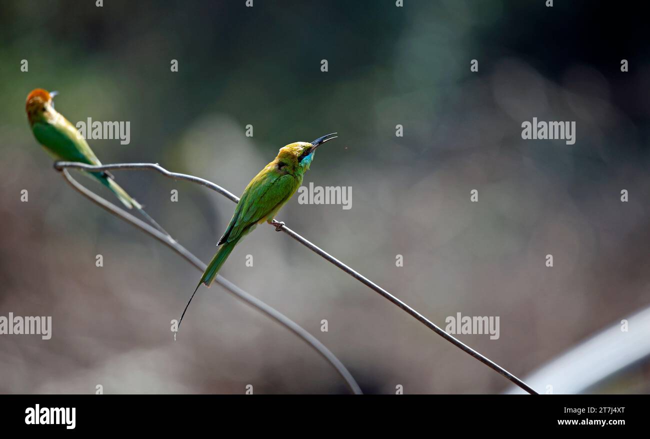 Asian green bee eaters hunting insects Stock Photo - Alamy
