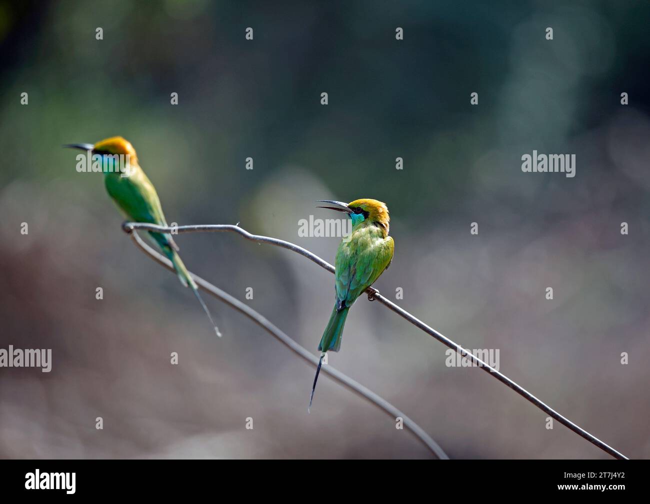 Asian green bee eaters hunting insects Stock Photo - Alamy