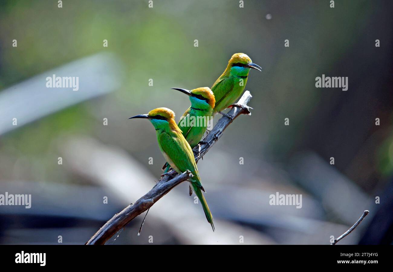 Asian green bee eaters hunting insects Stock Photo - Alamy
