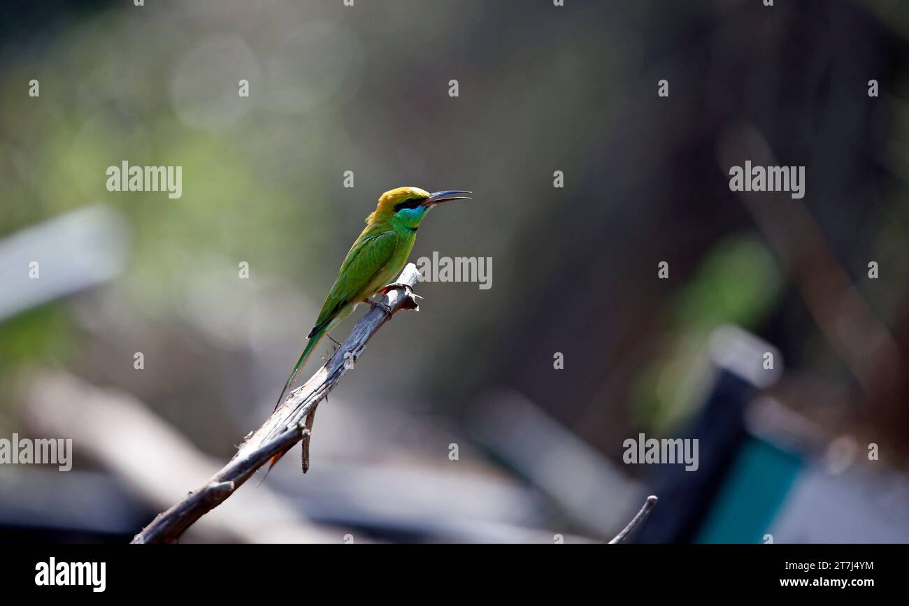 Asian green bee eaters hunting insects Stock Photo - Alamy