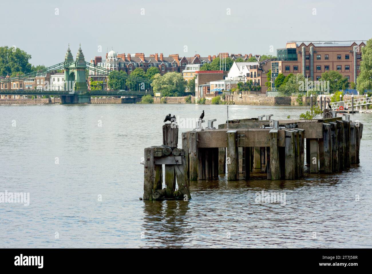Thames river near Hammersmith Bridge in London Stock Photo - Alamy