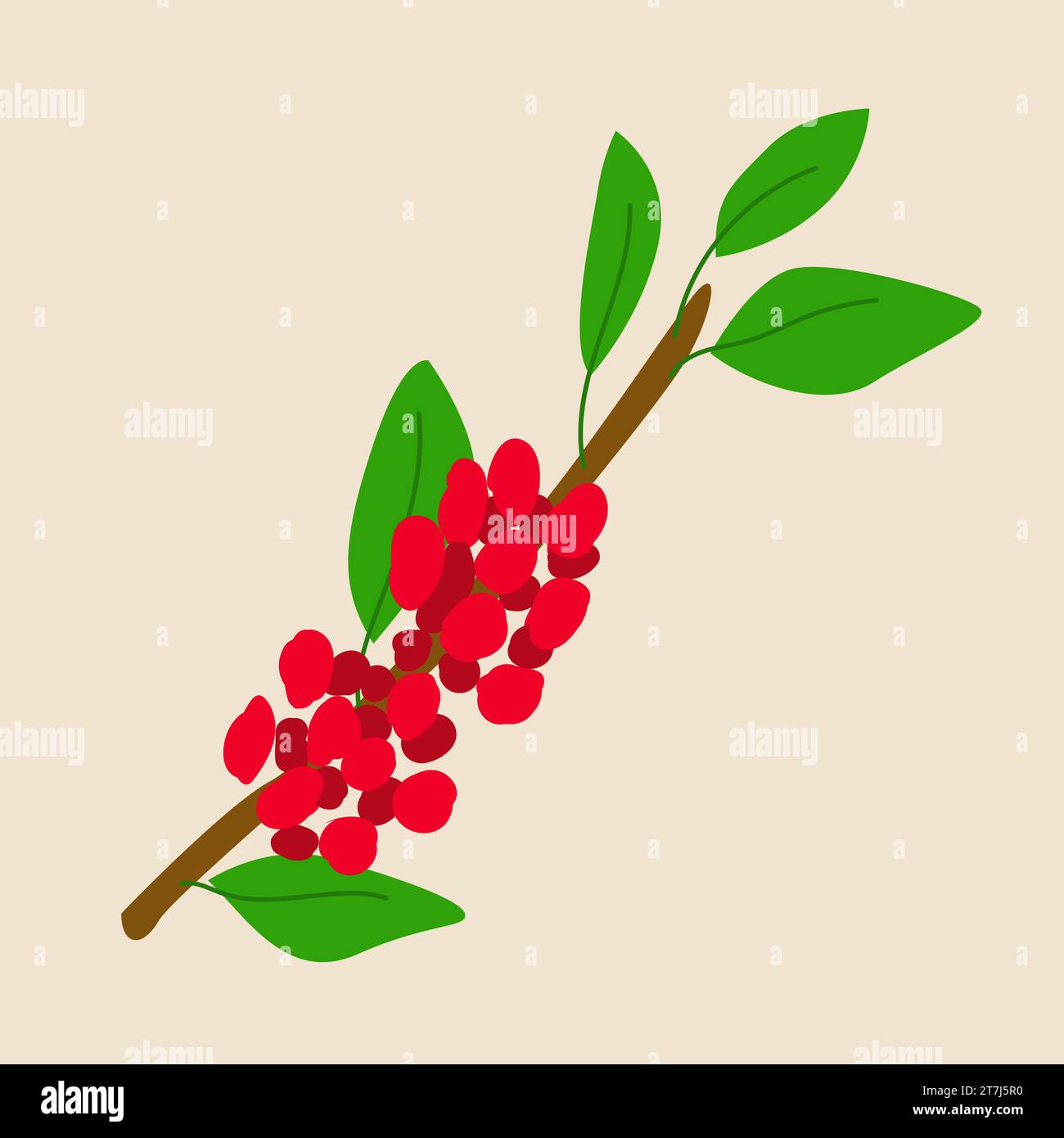Coffee plant berry Stock Vector Images - Alamy