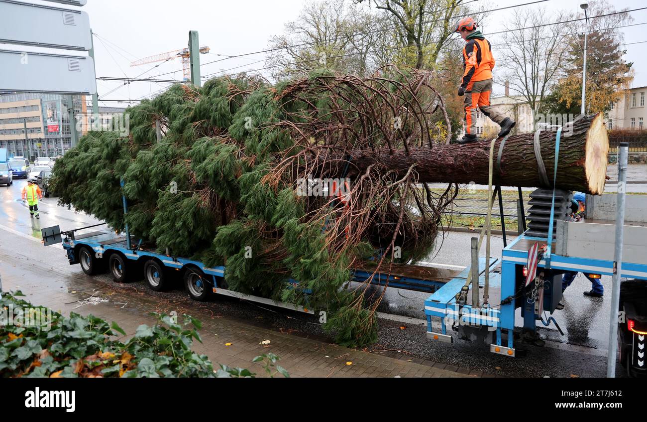An 11 metre tree hi-res stock photography and images - Alamy