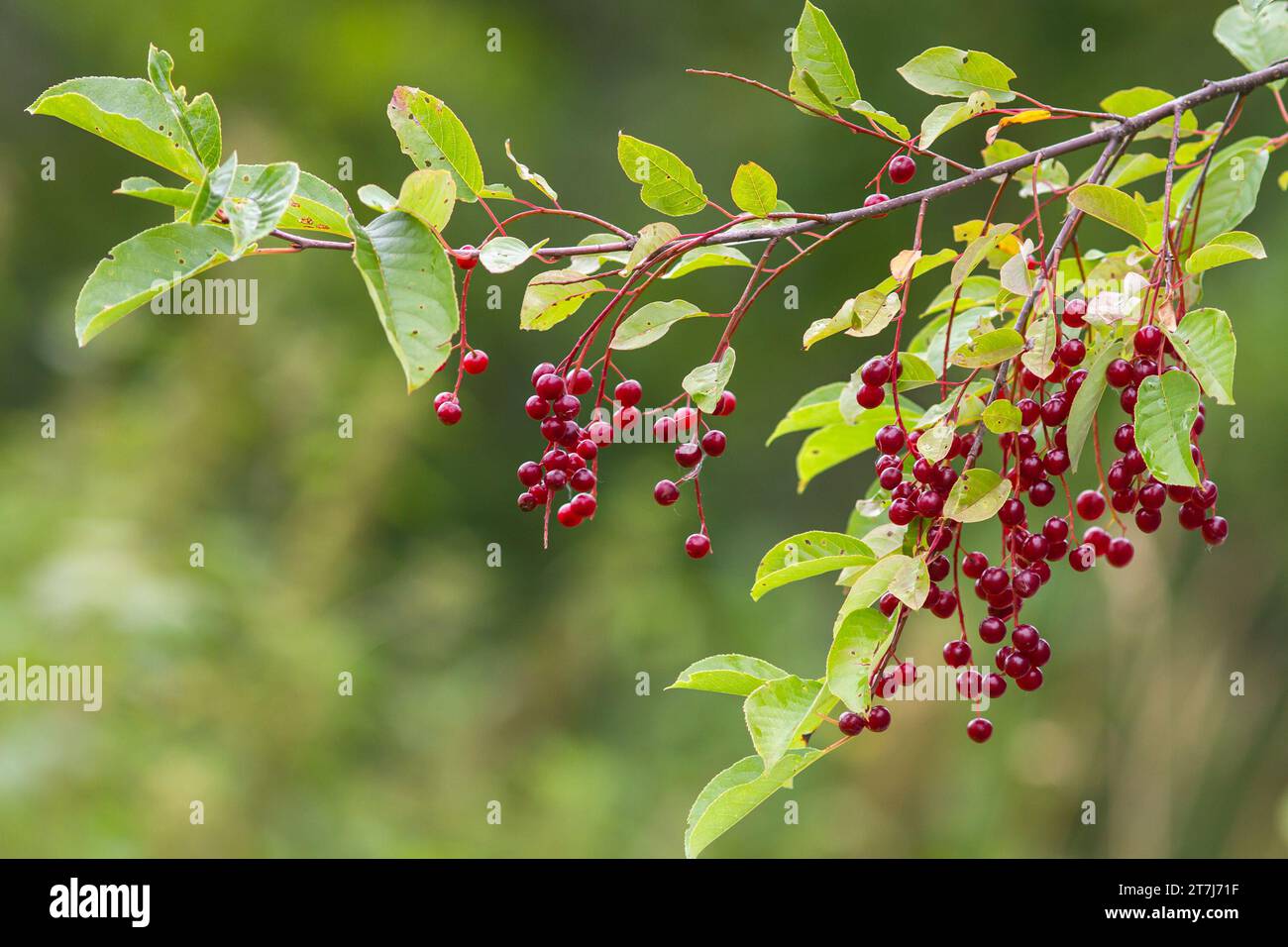 bird cherry branch with red berries on a blurry green background Stock ...