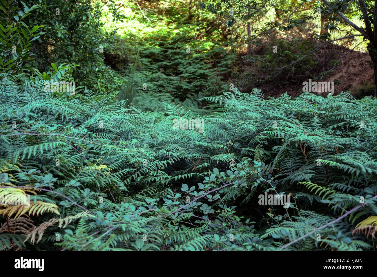 Group of fern plants growing in lush vibrant tropical environment Fresh ...