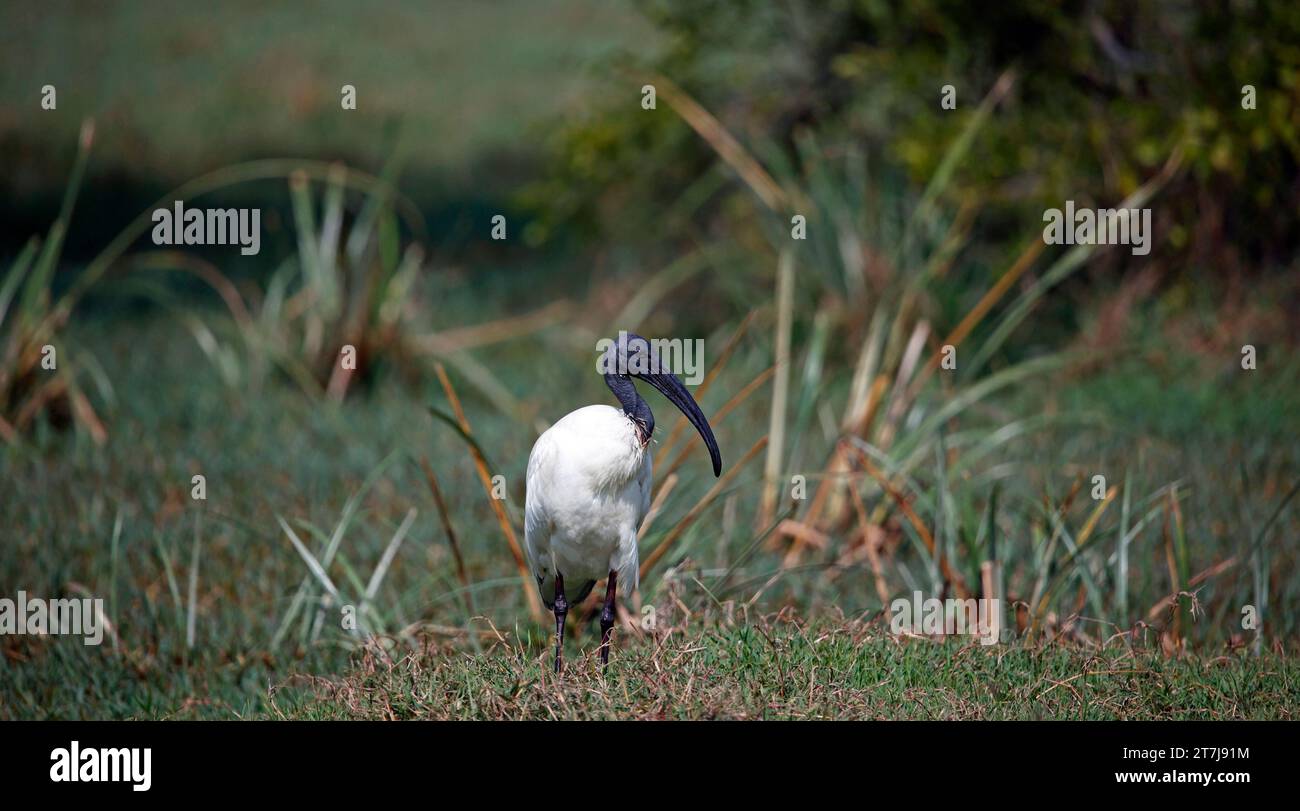 Black headed ibis in the wetlands of India Stock Photo - Alamy