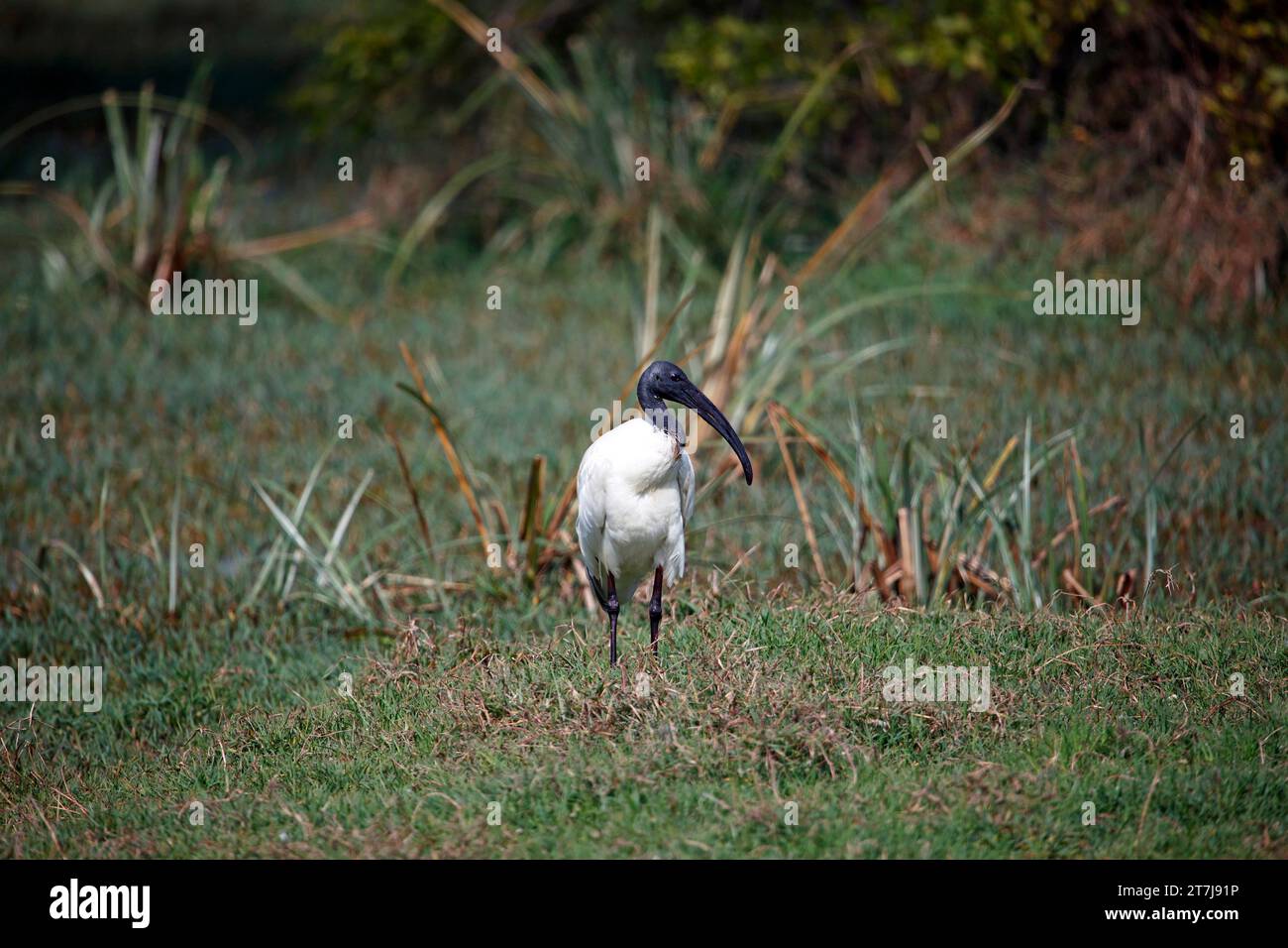 Black headed ibis in the wetlands of India Stock Photo - Alamy