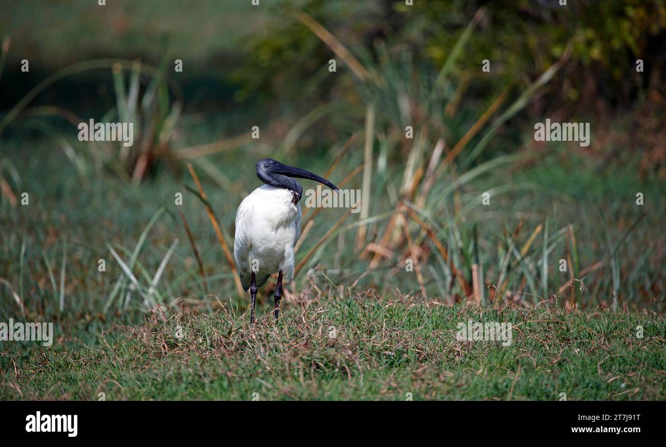 Black headed ibis in the wetlands of India Stock Photo - Alamy