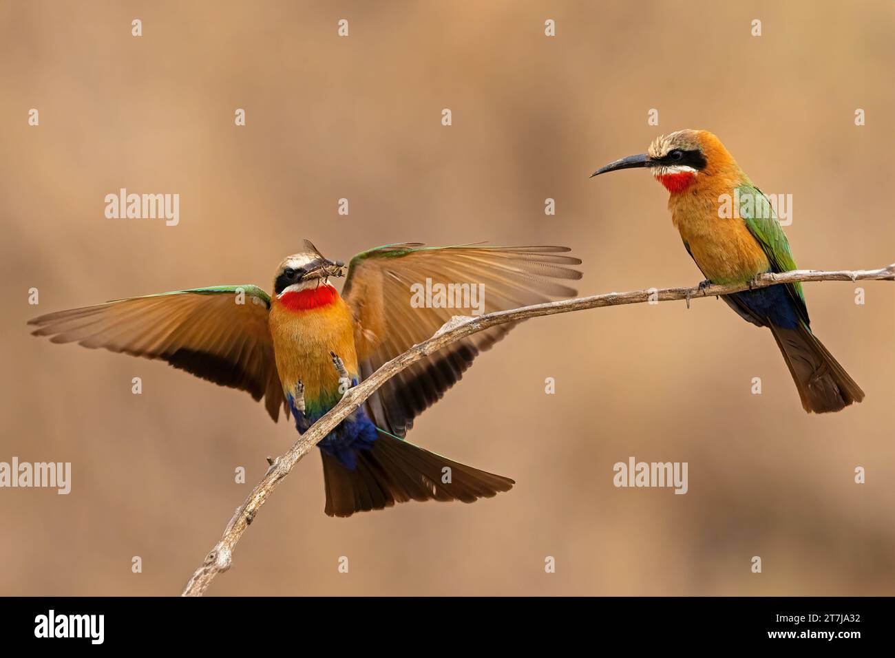 Birds that catch insects in flight hi-res stock photography and images ...