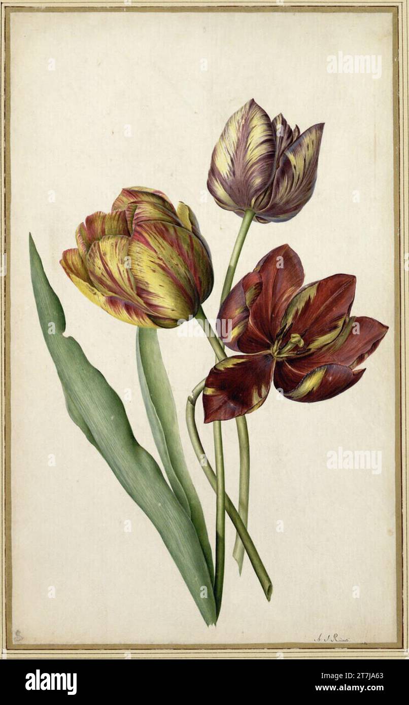 Henri Joseph Redouté Tulpenstrauß. Watercolor, border line in gold, on ...