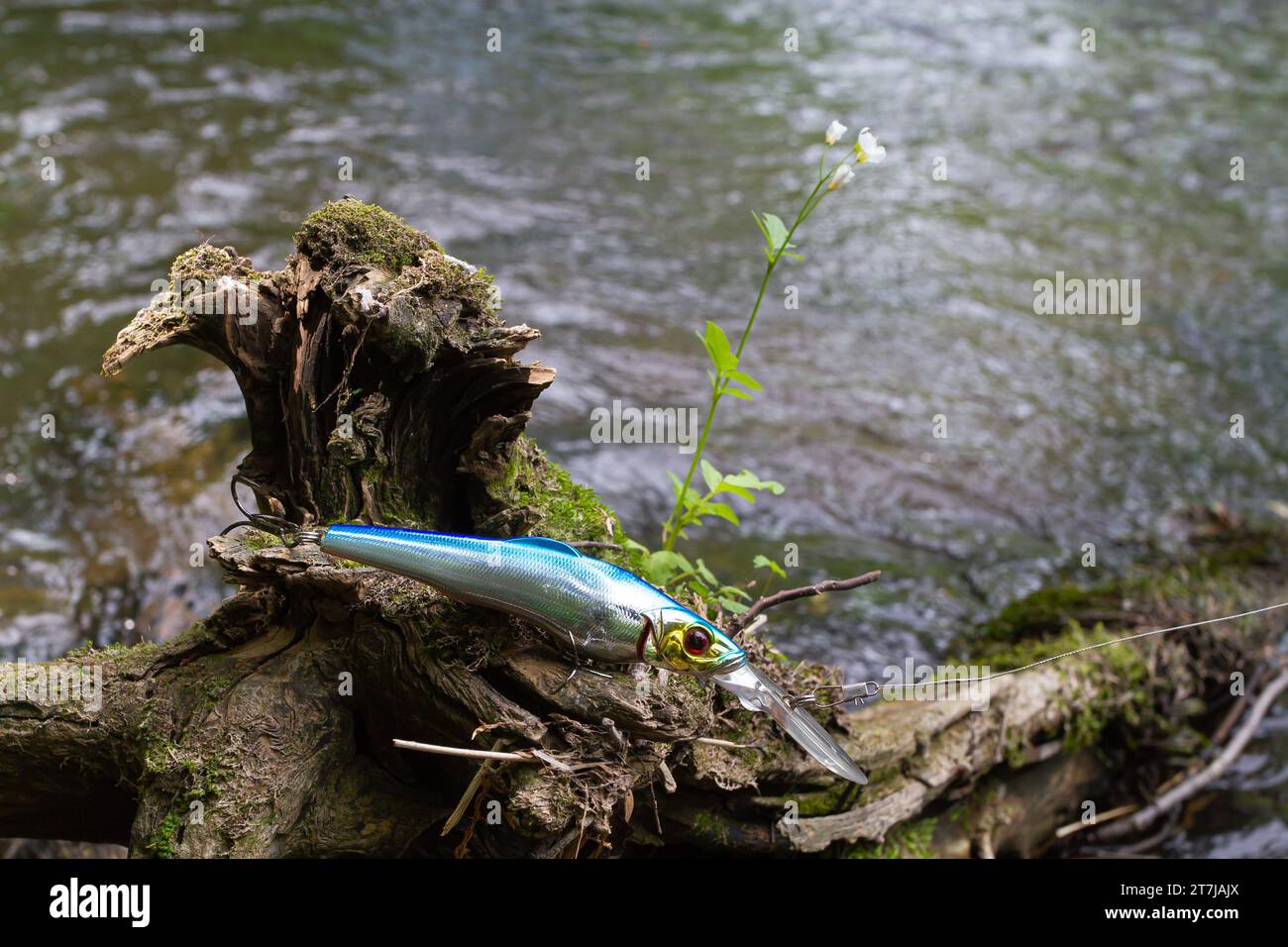 blue minnow wobbler caught on an old overgrown snag on the river bank ...