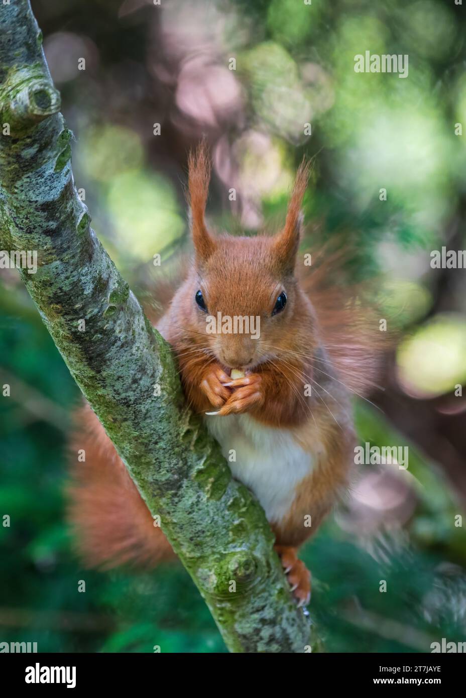 A Red Squirrel (Sciurus Vulgaris) feeding in its enclosure at British ...
