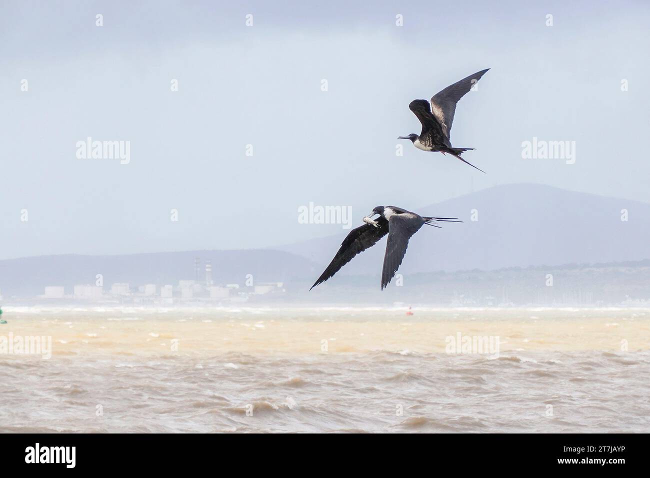 Two Frigate bird fighting for a fish prey flying on the sky background ...