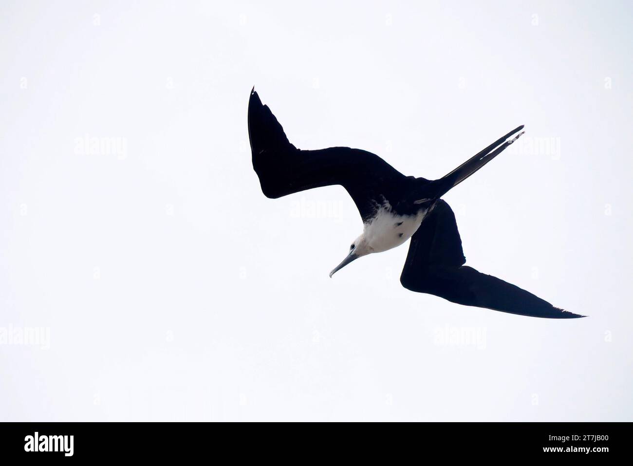 Frigate bird flying on the sky background in Baja California Sur ...