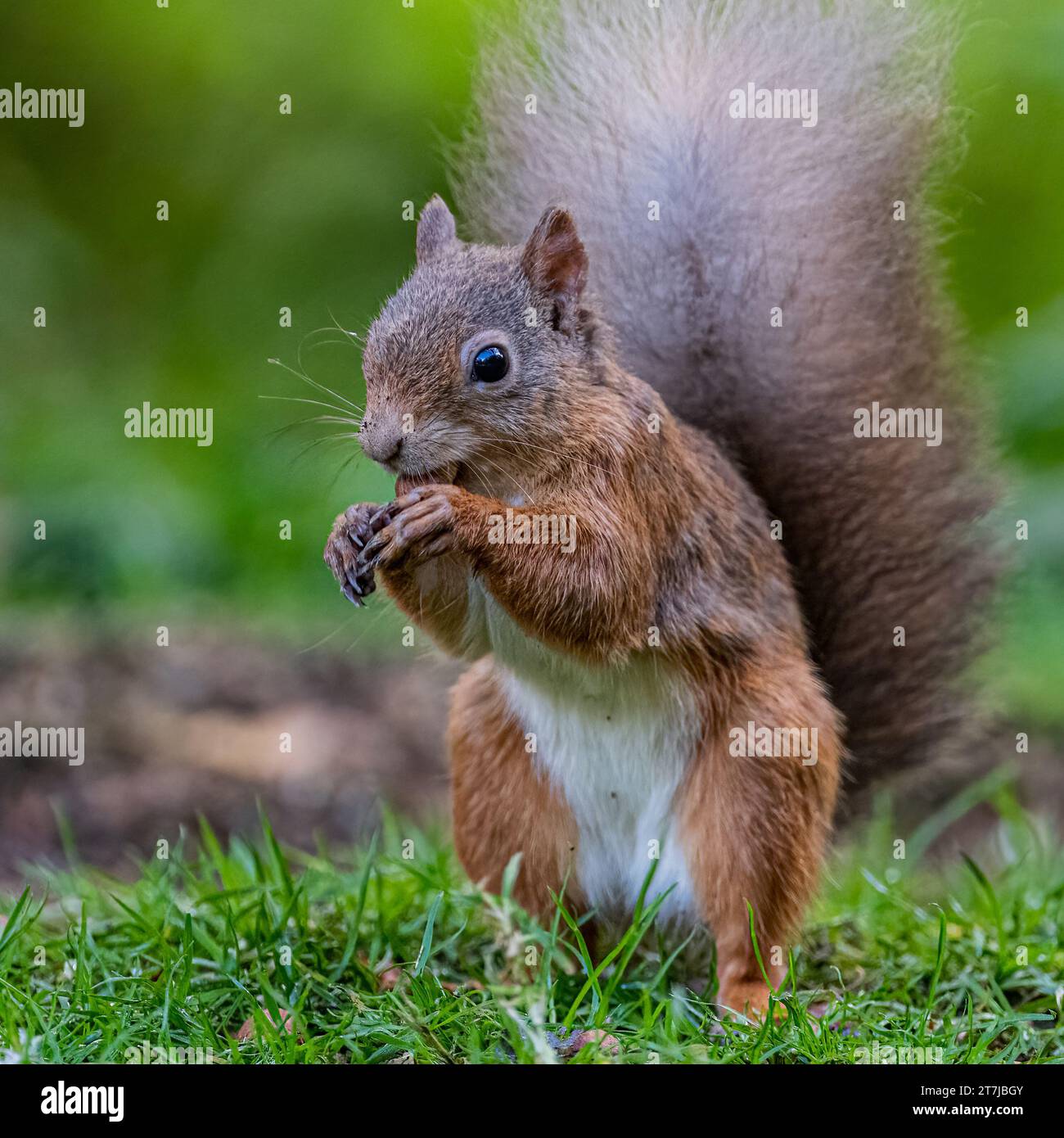 Sciurus vulgaris perthshire hi-res stock photography and images - Alamy