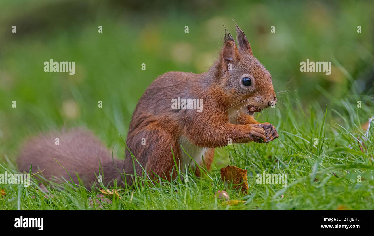 Red Squirrel, Perthshire, Scotland Stock Photo - Alamy
