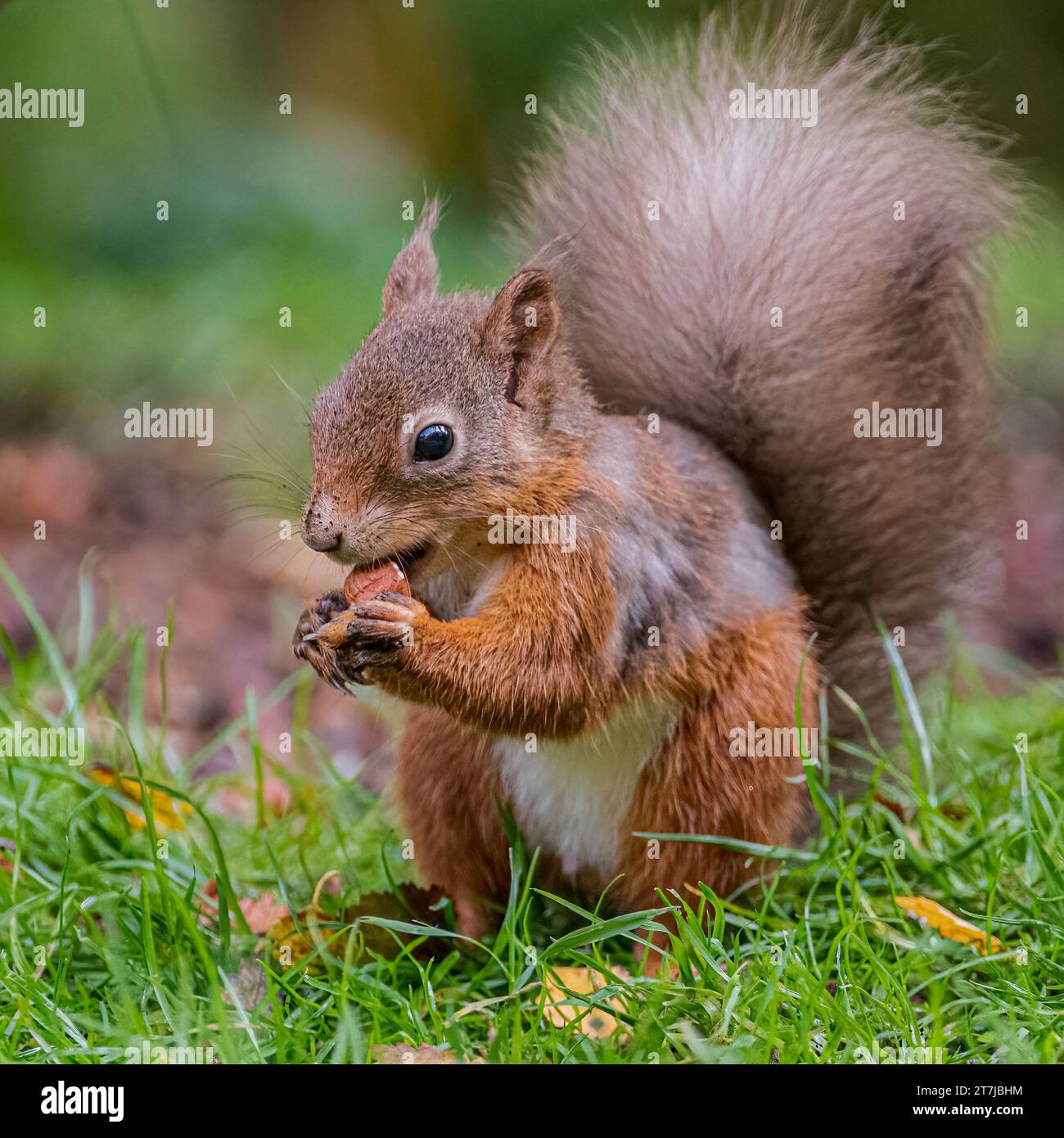Sciurus vulgaris perthshire hi-res stock photography and images - Alamy
