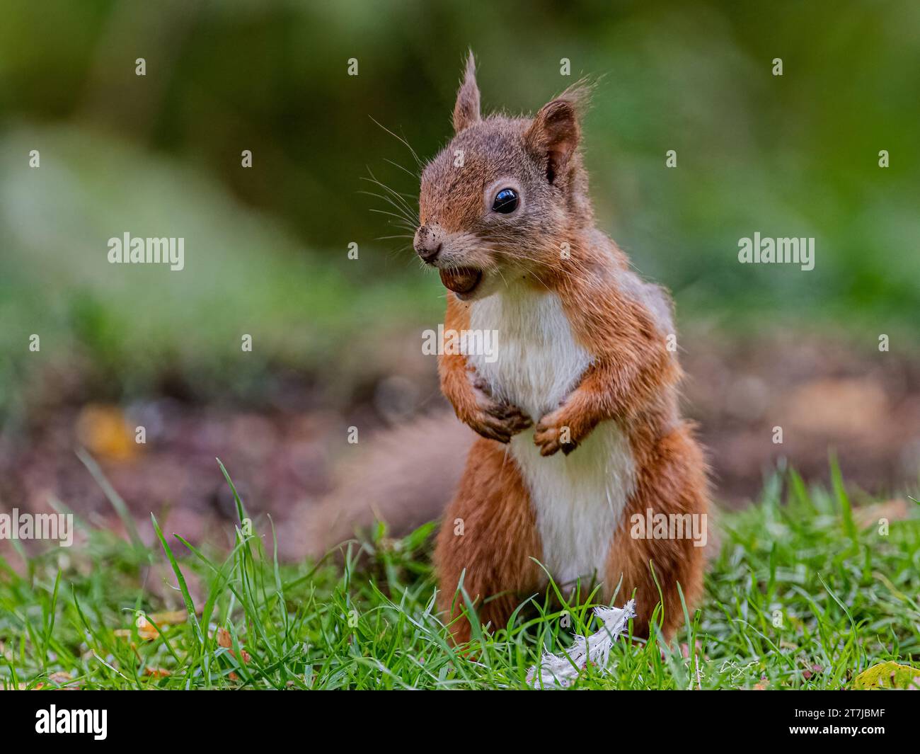 Mixed and broadleaved hi-res stock photography and images - Alamy