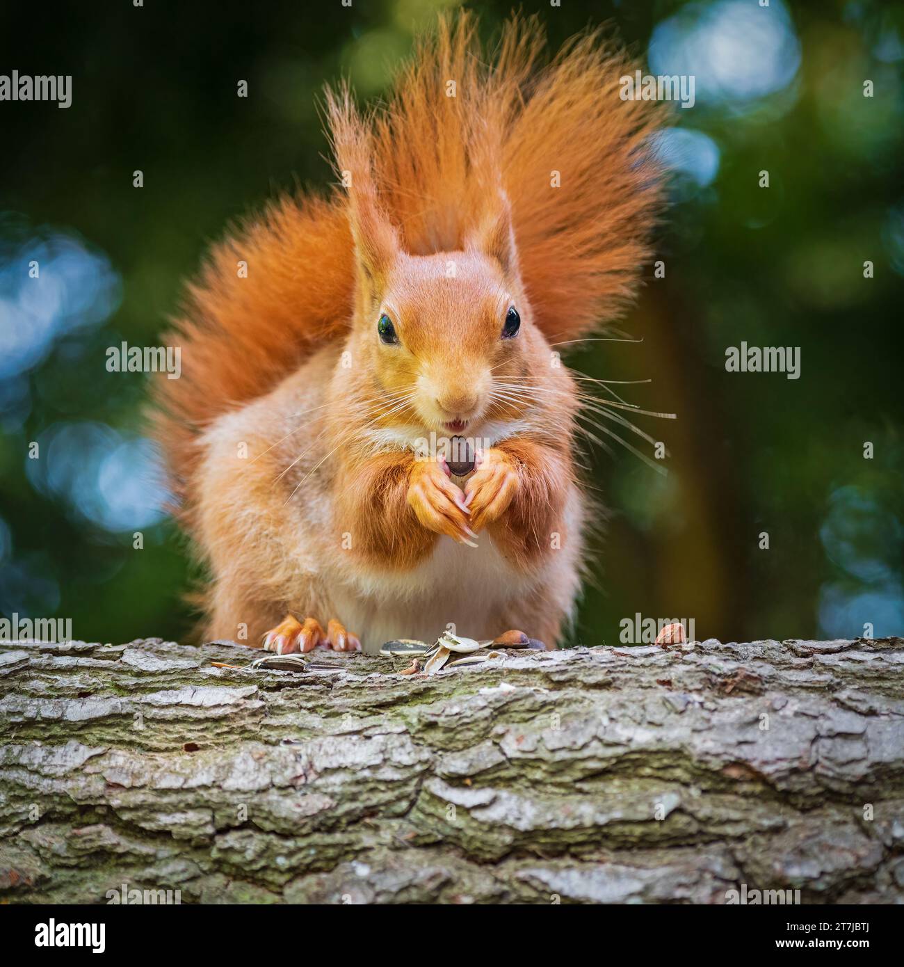 A Red Squirrel (Sciurus Vulgaris) feeding in its enclosure at British ...