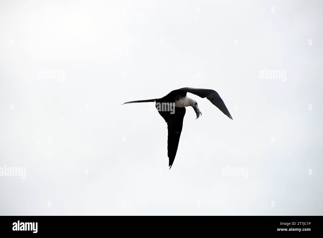 Frigate bird catching fish hi-res stock photography and images - Alamy