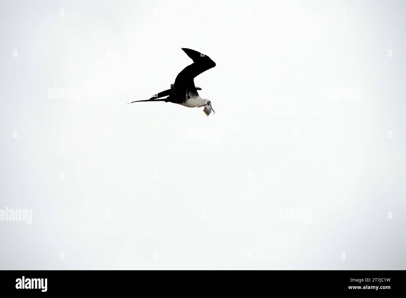 A Frigate bird flying catching a fish on the sky background in Baja ...