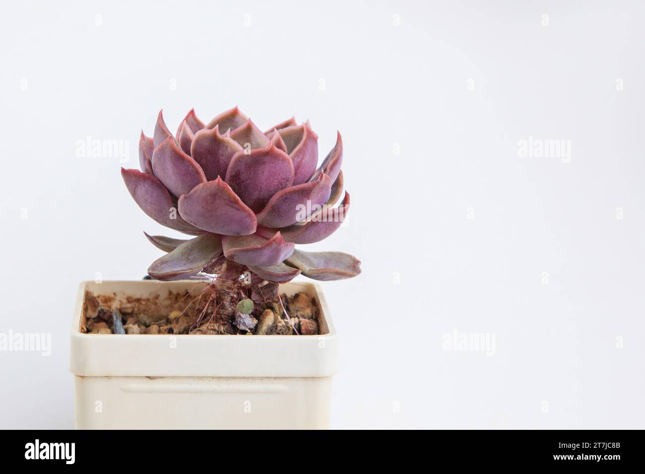 Echeveria Lotus succulent flower rosette closeup on white background ...