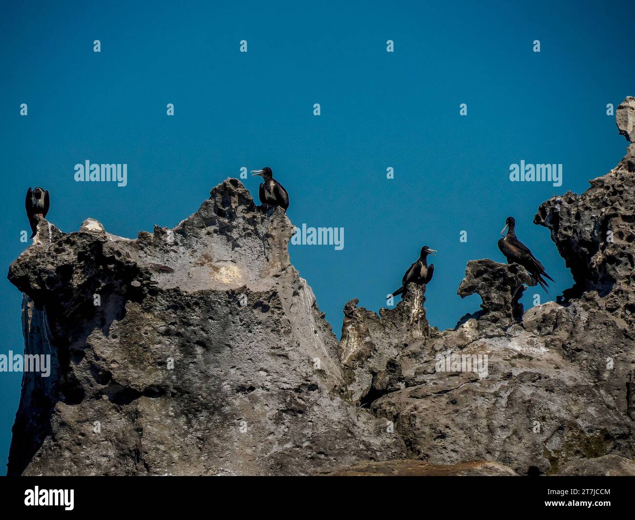 Frigate bird colony on the rocks in Baja California Sur, Mexico Stock ...