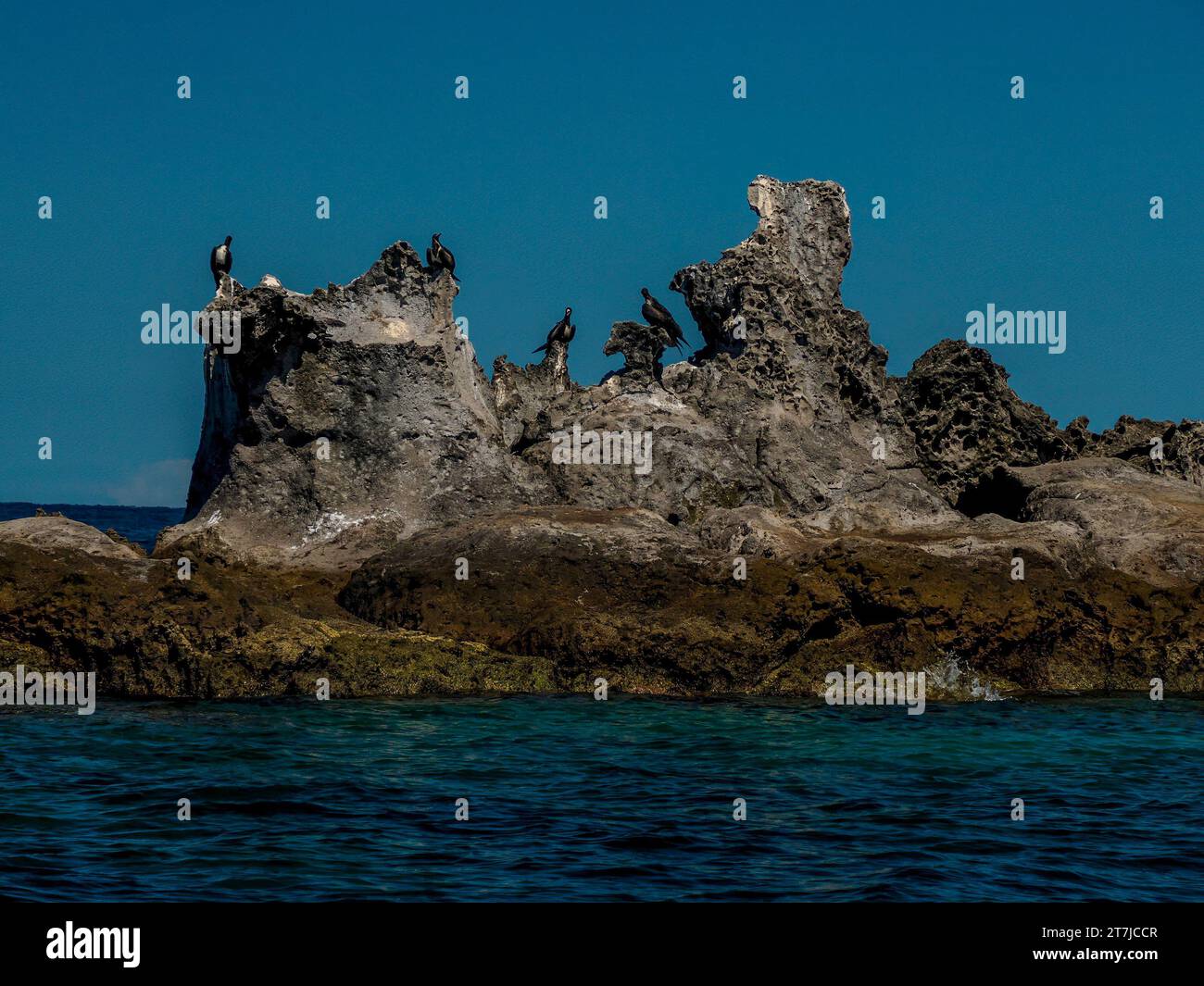 Frigate bird colony on the rocks in Baja California Sur, Mexico Stock ...