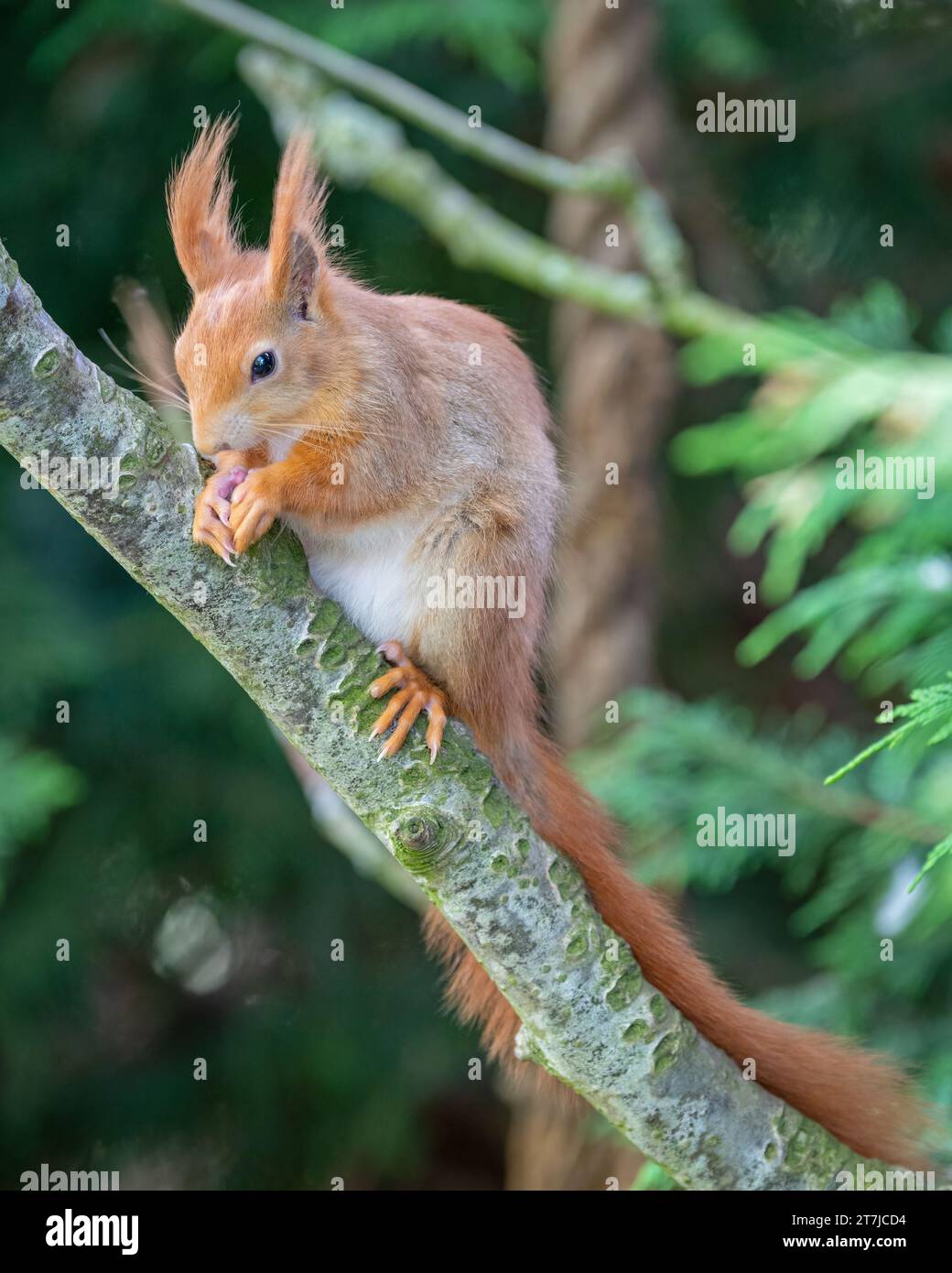 A Red Squirrel (Sciurus Vulgaris) feeding in its enclosure at British ...