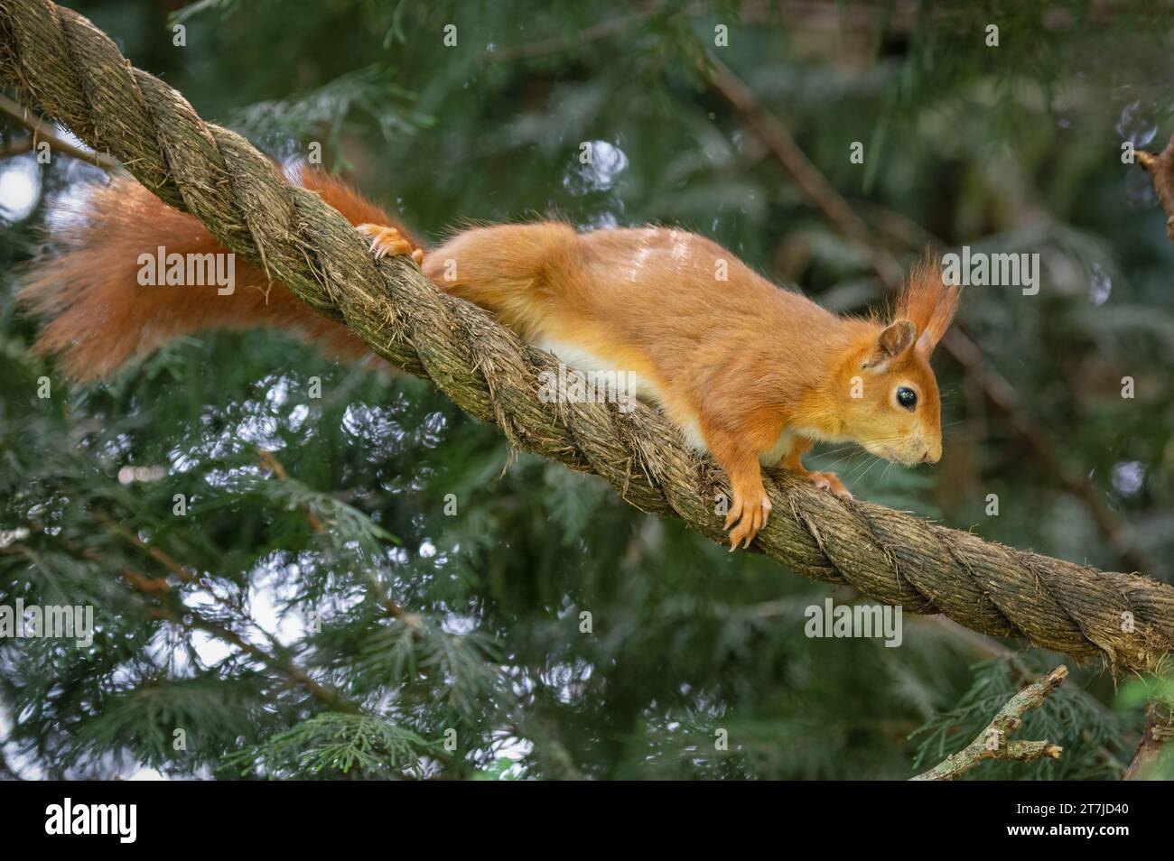 A Red Squirrel (Sciurus Vulgaris) feeding in its enclosure at British ...