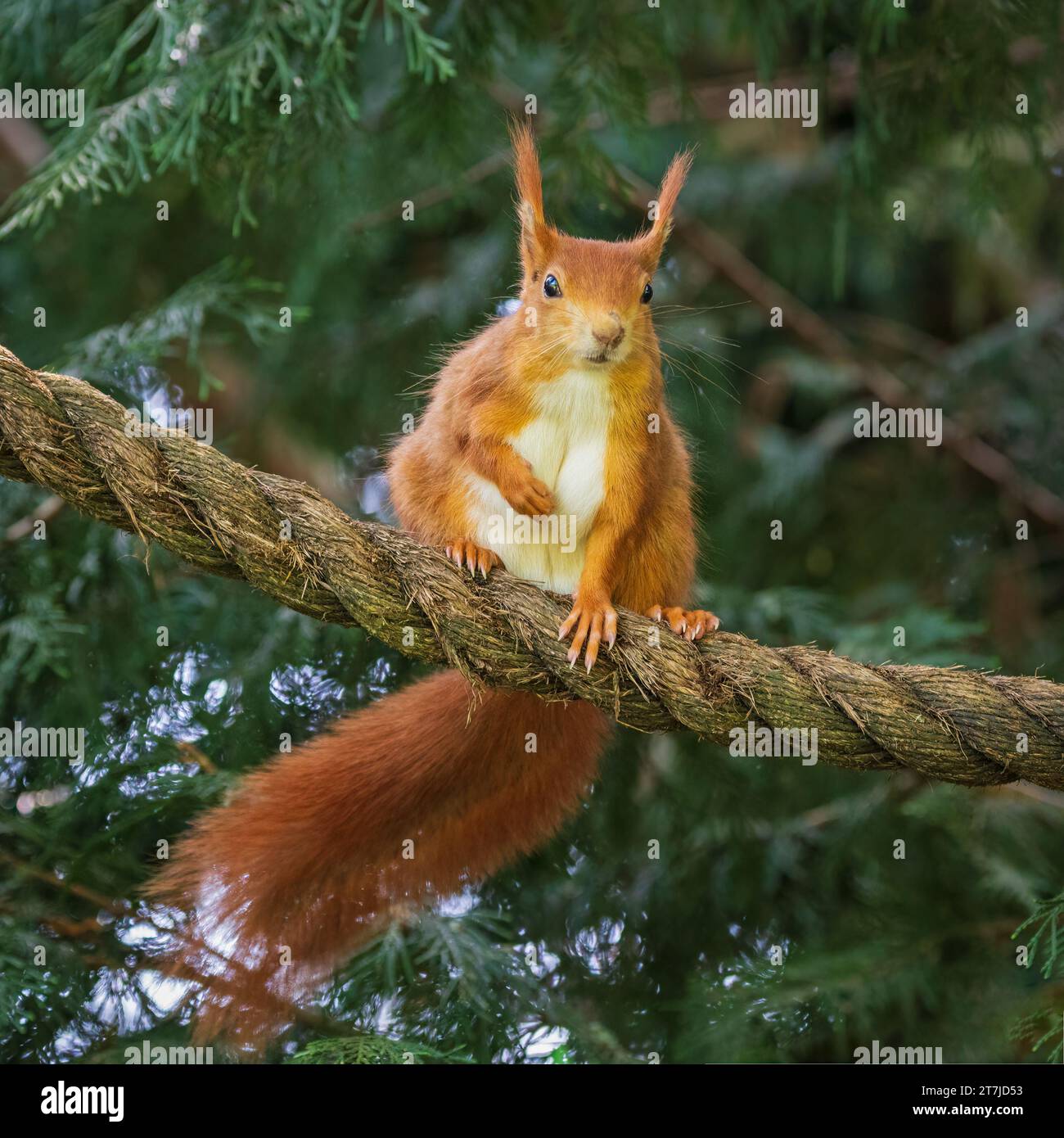 A Red Squirrel (Sciurus Vulgaris) feeding in its enclosure at British ...