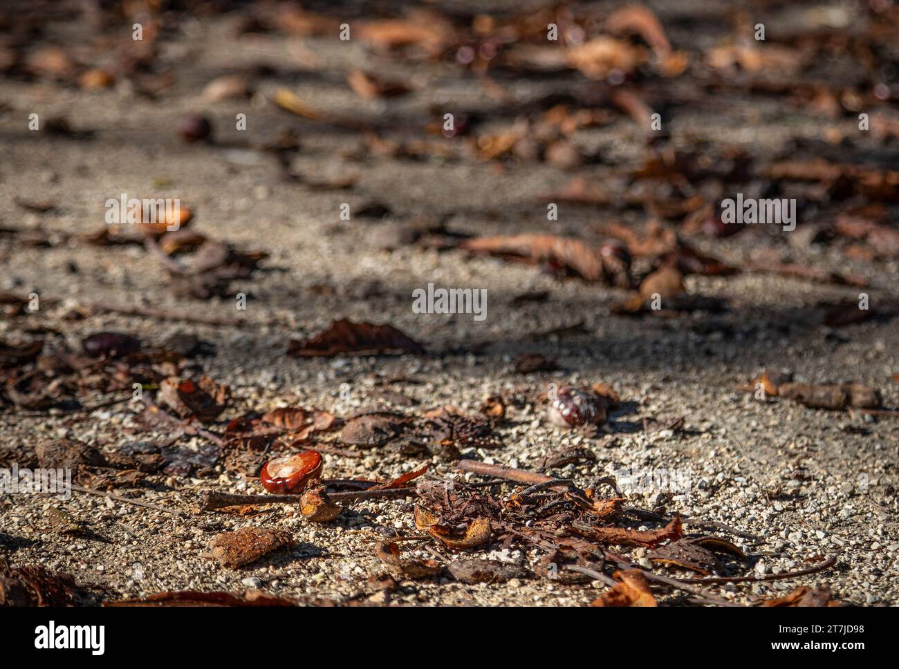 Close up of conkers on the ground Stock Photo - Alamy