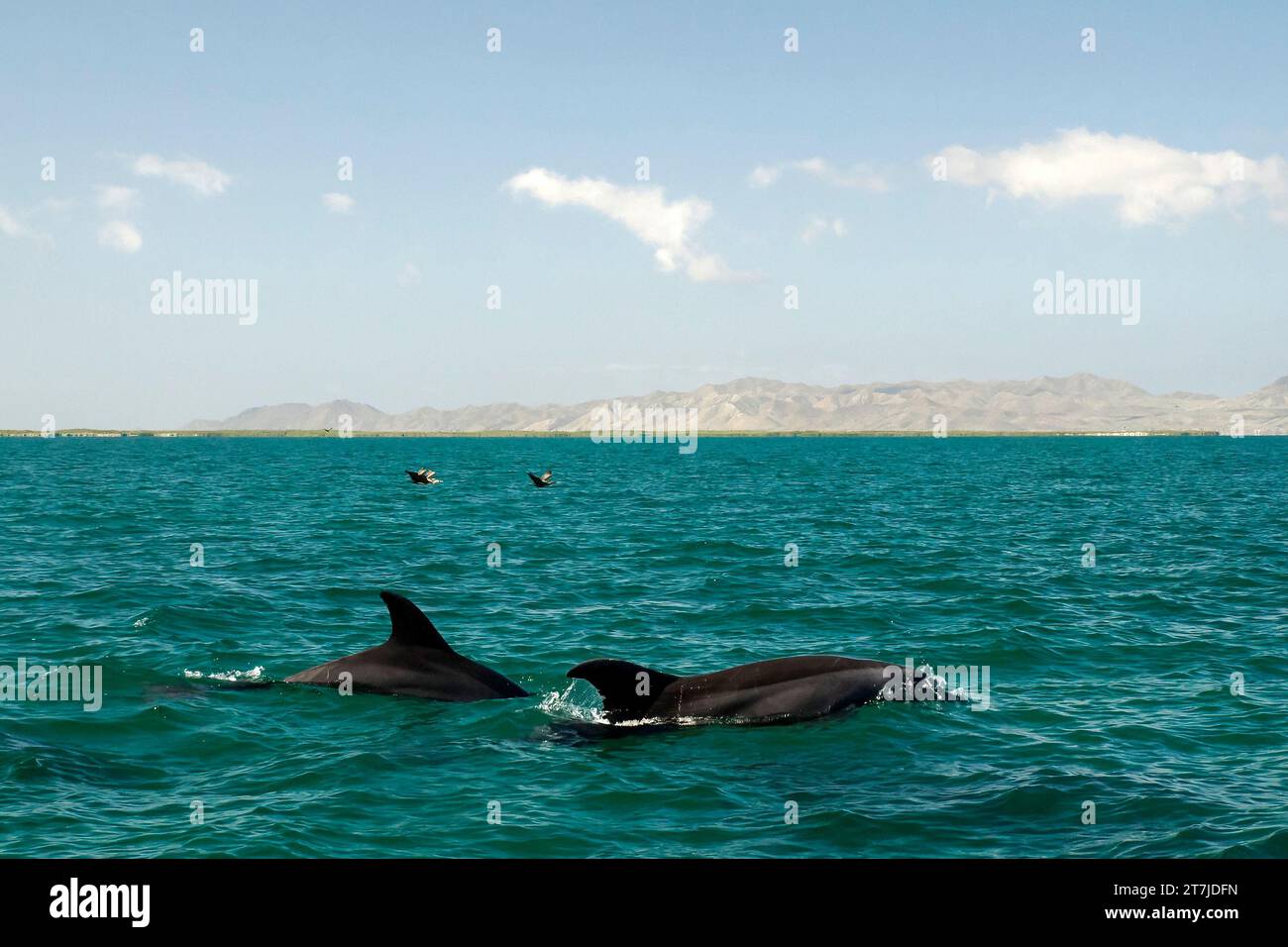 bottlenose dolphin in baja california green waters of magdalena bay ...