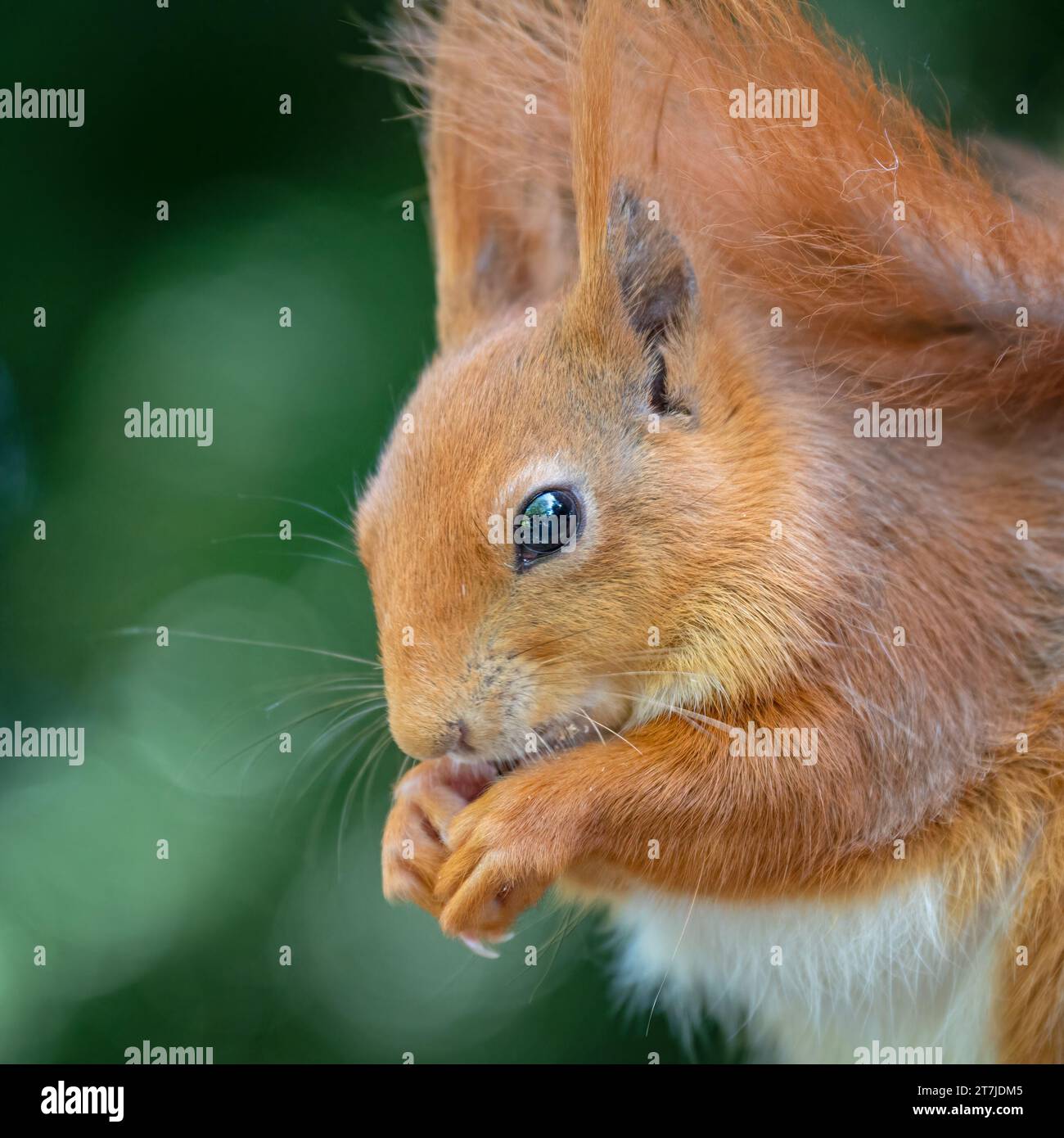A Red Squirrel (Sciurus Vulgaris) feeding in its enclosure at British ...