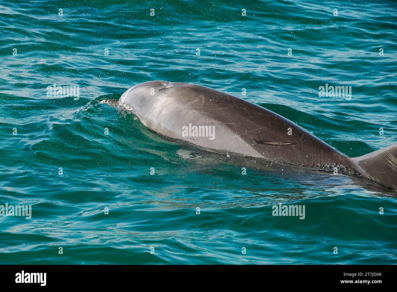 bottlenose dolphin in baja california green waters of magdalena bay ...