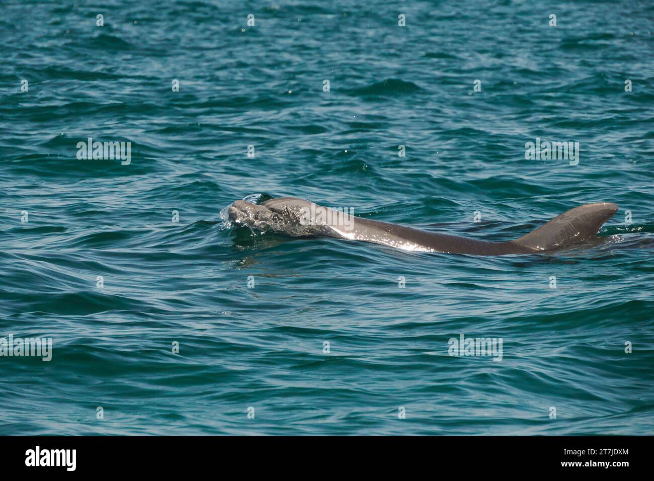 bottlenose dolphin in baja california green waters of magdalena bay ...
