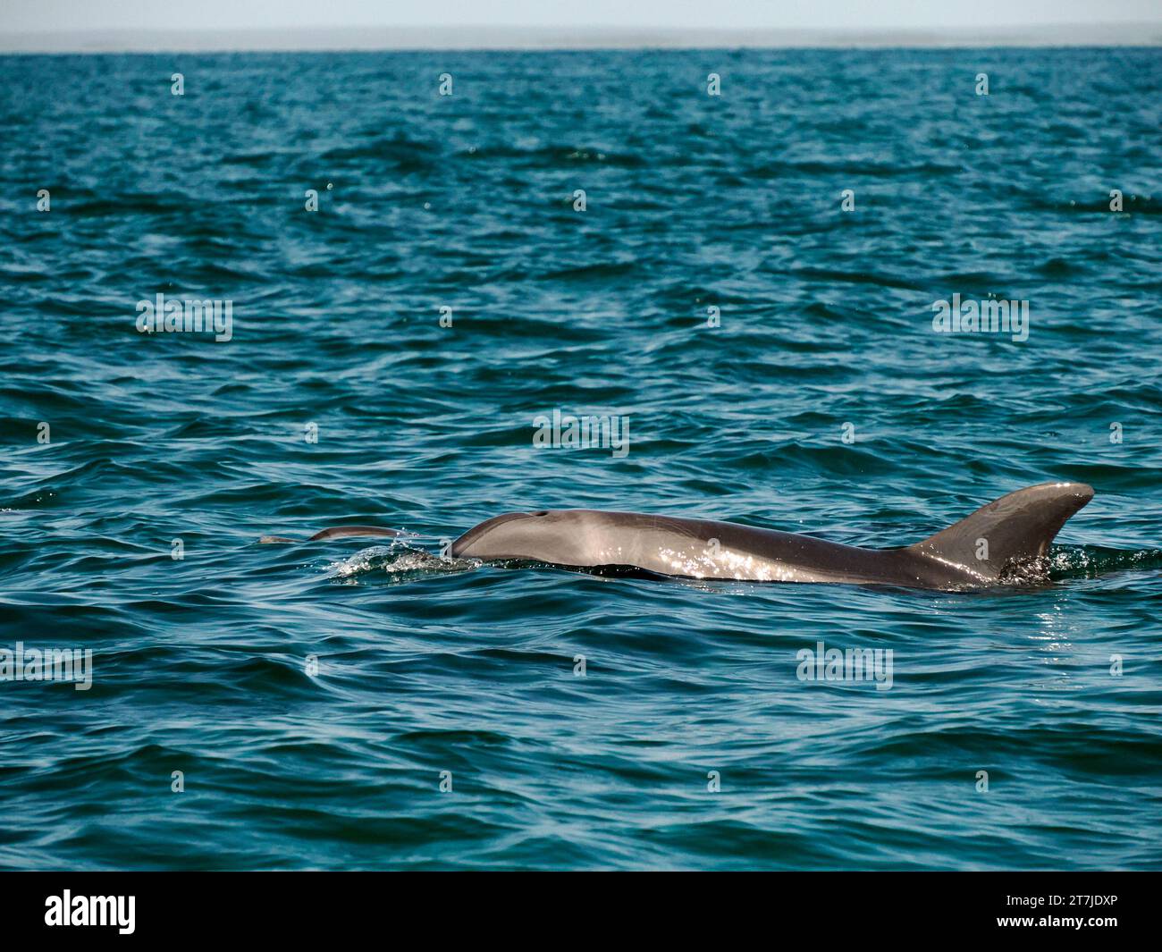 bottlenose dolphin in baja california green waters of magdalena bay ...