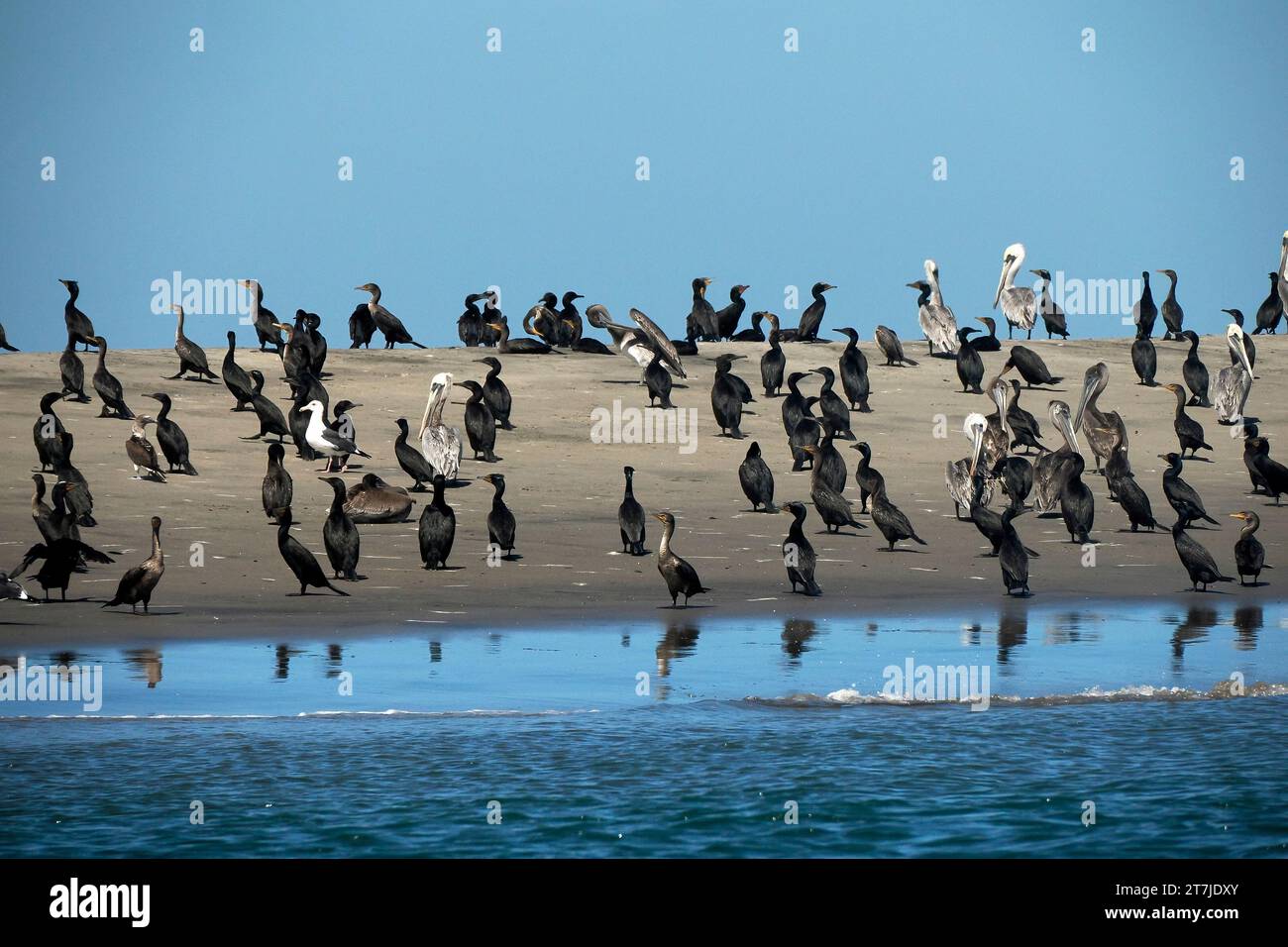 A cormorant colony in puerto chale bay Magdalena Bay baja california ...