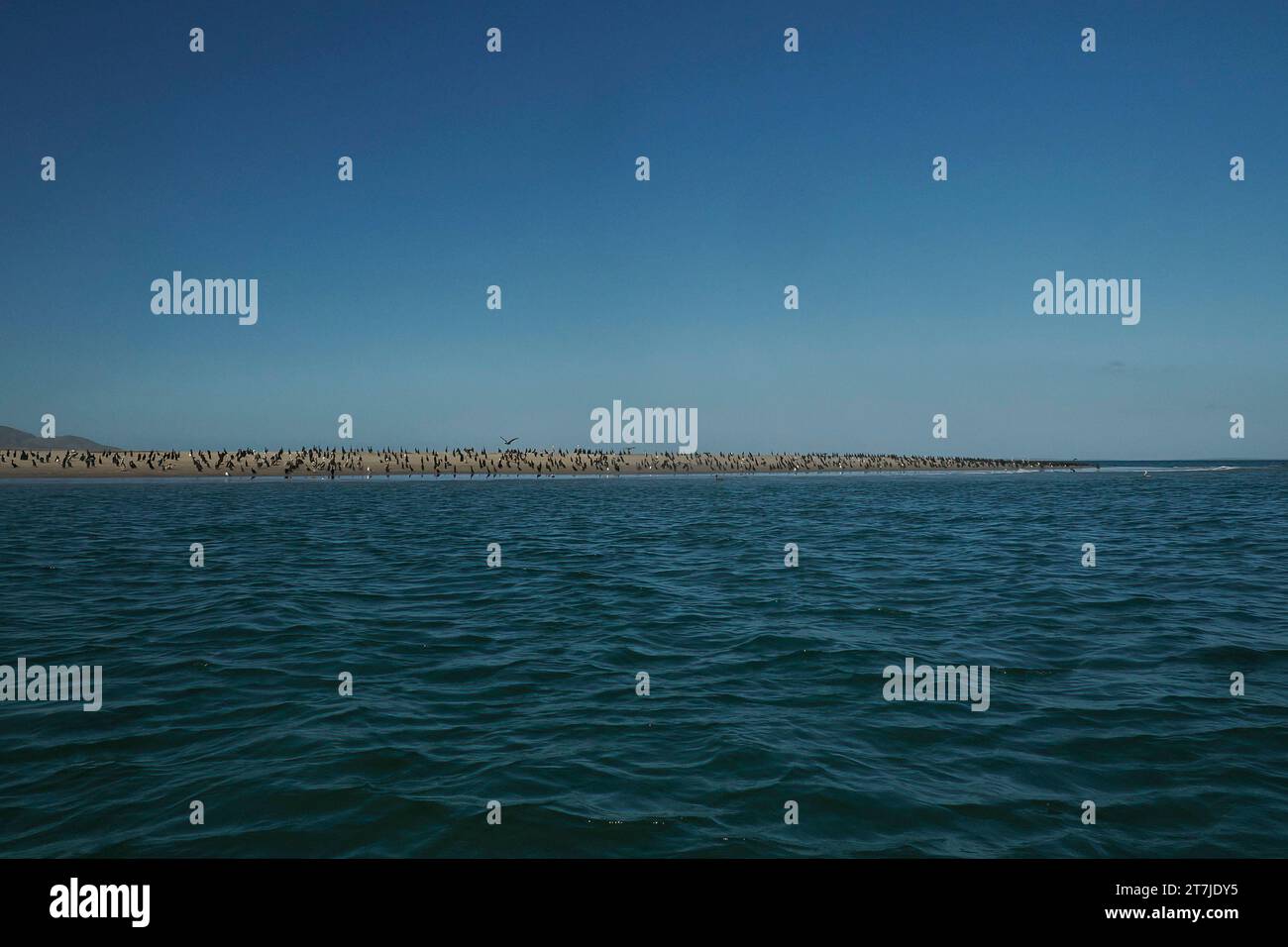 A cormorant colony in puerto chale bay Magdalena Bay baja california ...