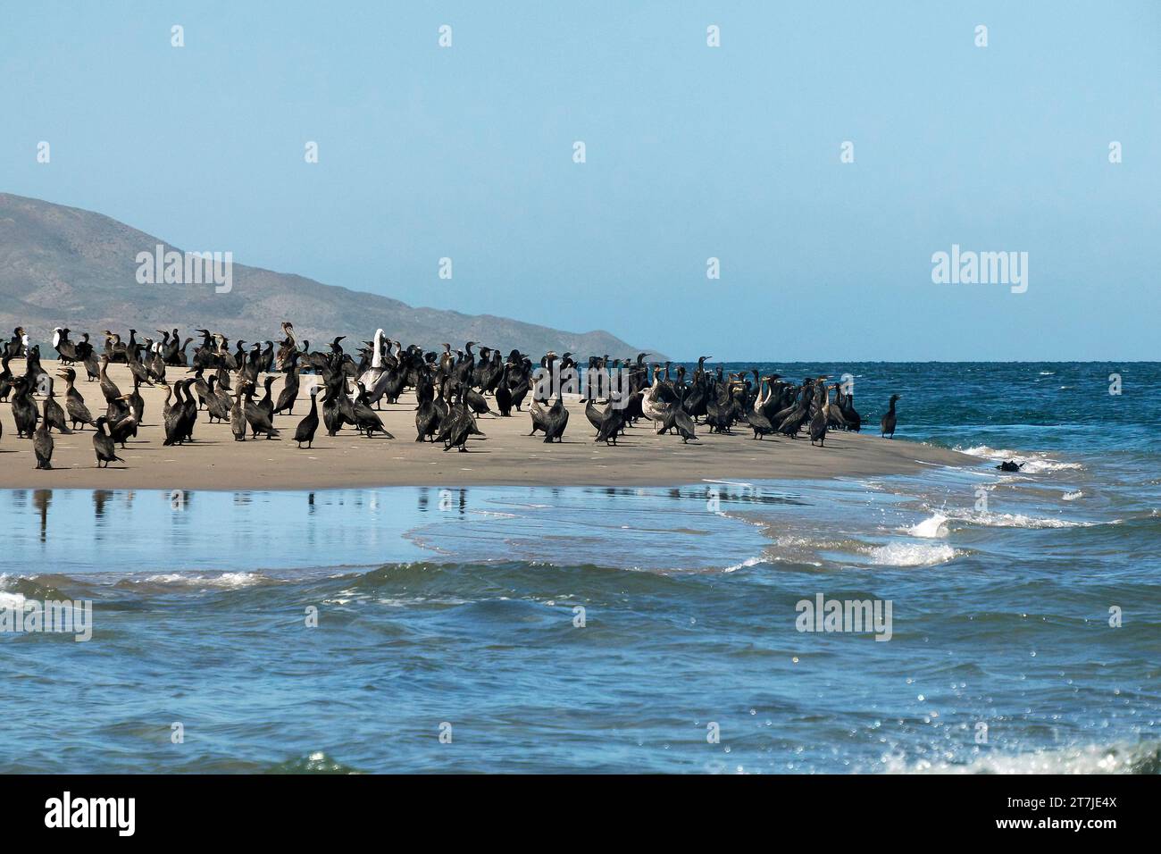 A cormorant colony in puerto chale bay Magdalena Bay baja california ...