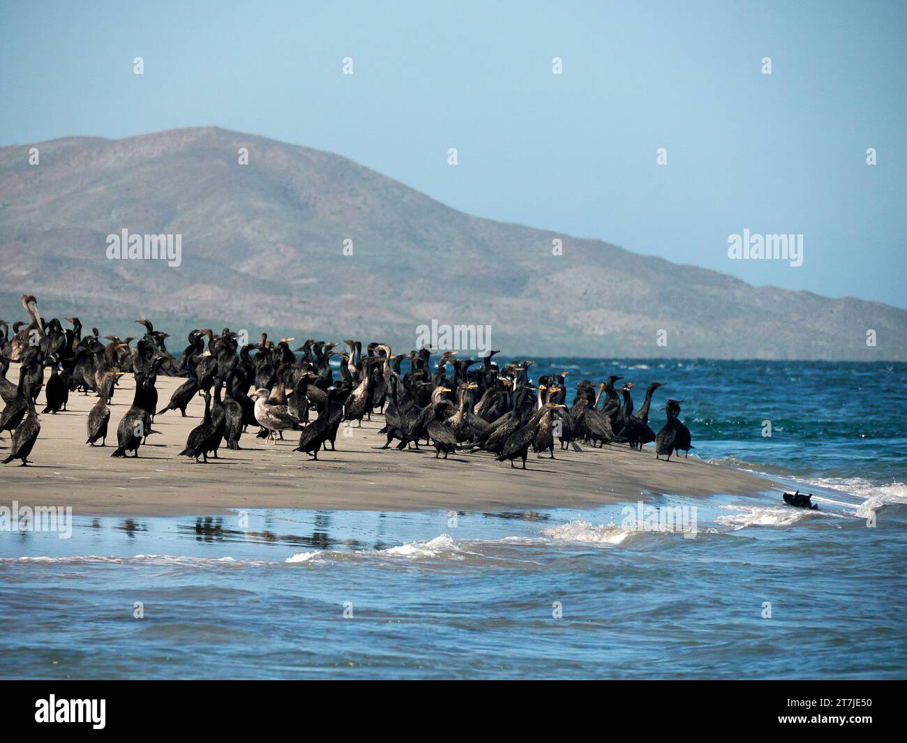 A cormorant colony in puerto chale bay Magdalena Bay baja california ...