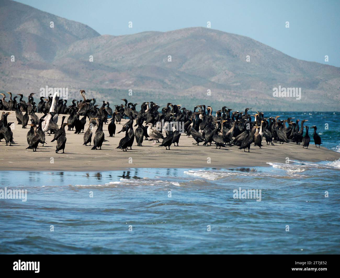 A cormorant colony in puerto chale bay Magdalena Bay baja california ...