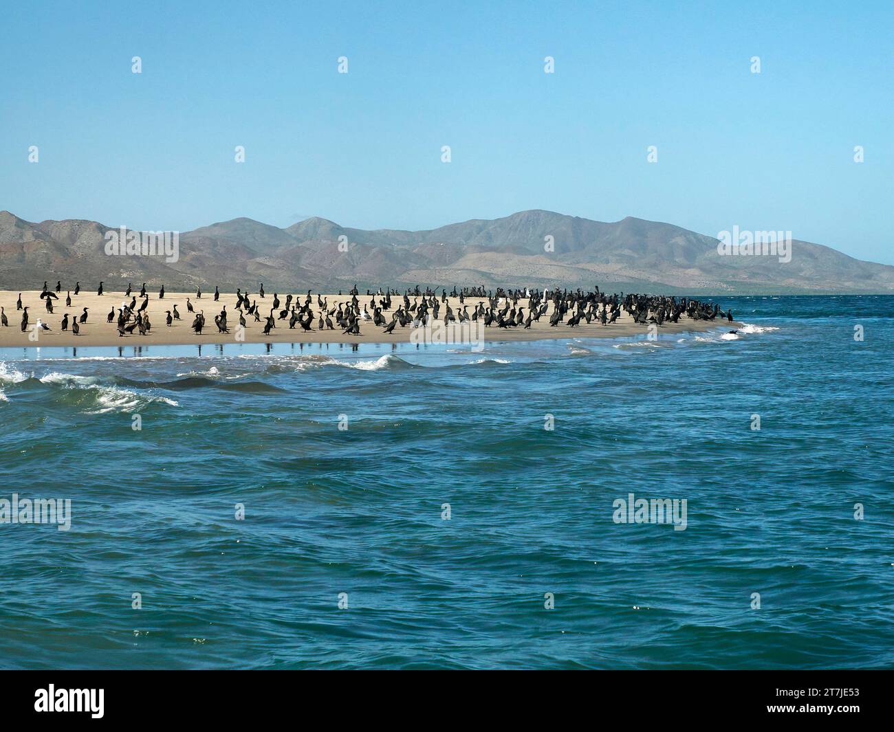 A cormorant colony in puerto chale bay Magdalena Bay baja california ...