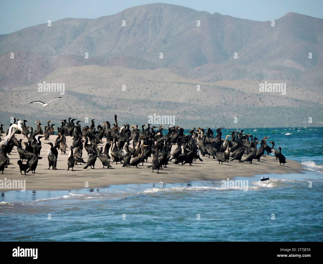 A cormorant colony in puerto chale bay Magdalena Bay baja california ...