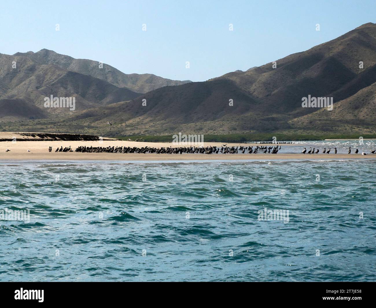 A cormorant colony in puerto chale bay Magdalena Bay baja california ...