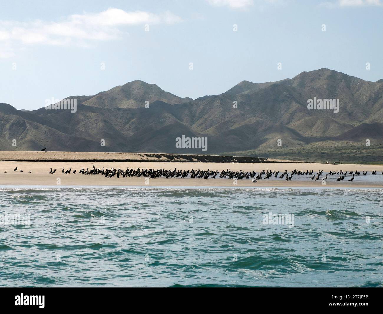 A cormorant colony in puerto chale bay Magdalena Bay baja california ...
